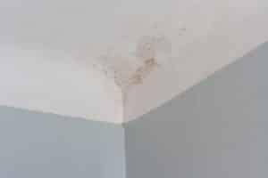 4 Warning Signs Your Home Needs a Mold Inspection